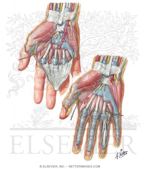 Palmar Deep Fascia Wrist and Hand: Deeper Palmar Dissections Palmar Deep Fascia Wrist and Hand: Deeper Palmar Dissections
