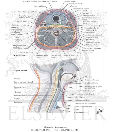 Fascial Layers Of Neck