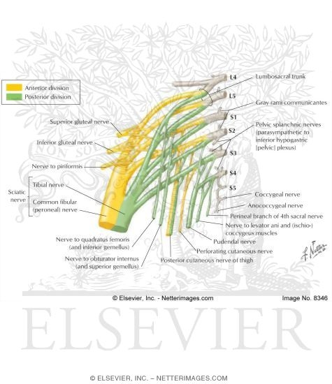 Sacral And Coccygeal Plexuses