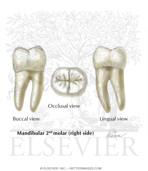 The Permanent Mandibular Molars Dental Anatomy Physiology 45 OFF