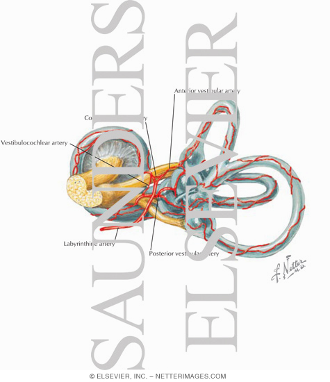 Arterial Supply Of The Inner Ear