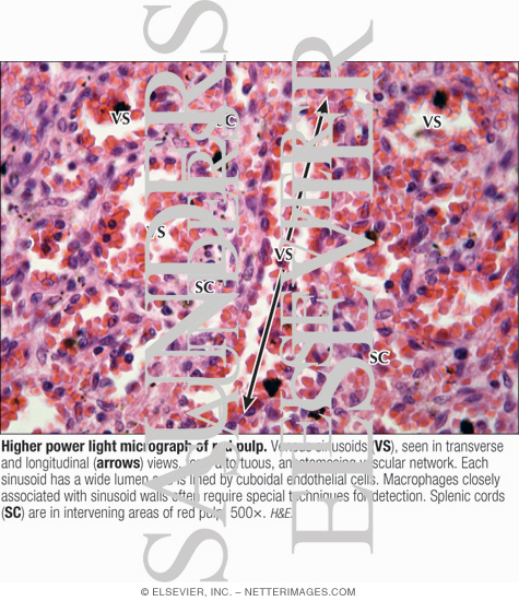 Higher Power Light Micrograph Of Red Pulp
