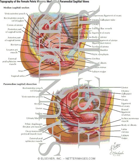 Perineal Body Sagittal