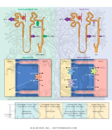 Potassium Excretion