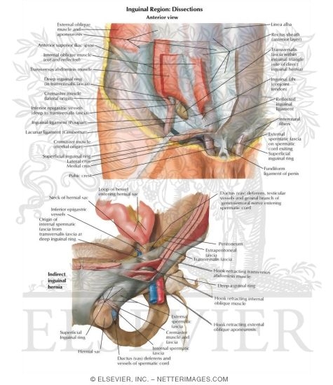 Inguinal Region Anatomy Anatomy Book