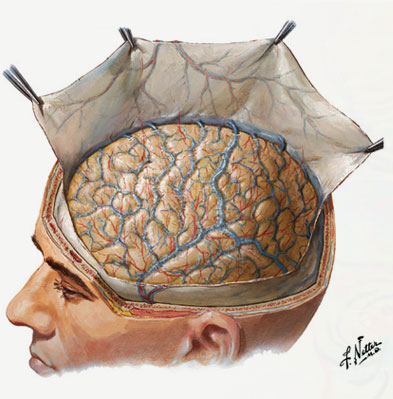 Welcome To Netter Images