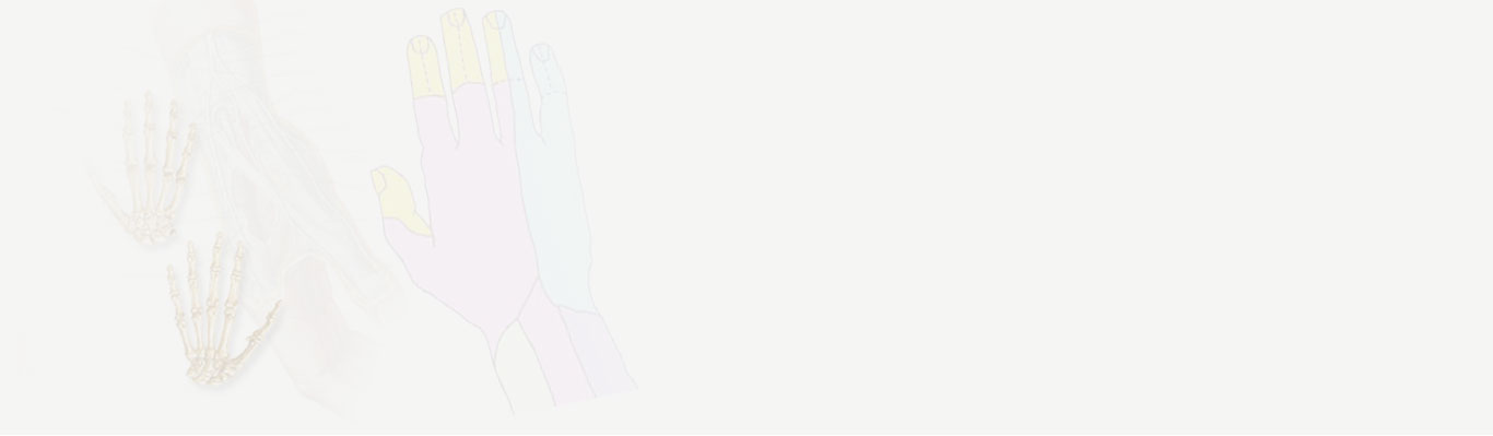 Welcome To Netter Images