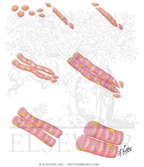 Development of Skeletal Muscle Fibers