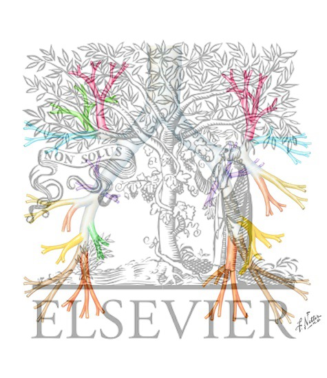 Nomenclature of Bronchi: Schema