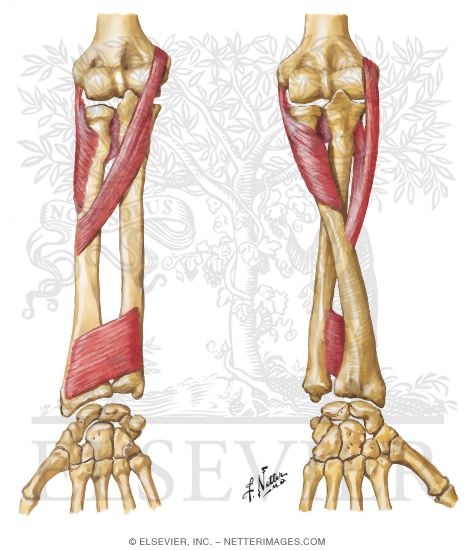 Individual Muscles of Forearm: Rotators of Radius