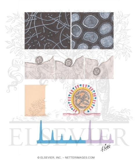 Influenza Virus and Its Epidemiology