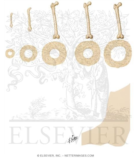 Age-Related Changes in Bone Geometry