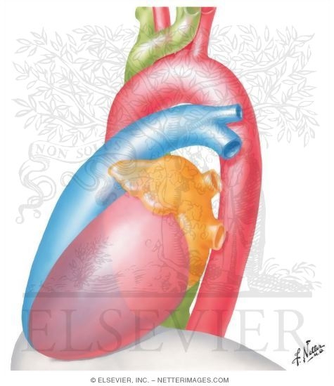 Radiology and Angiocardiography