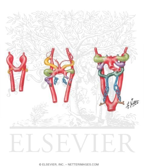 Development of the Major Blood Vessels