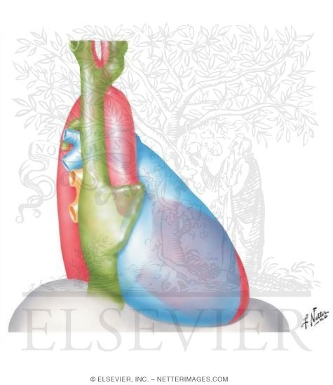 Radiology and Angiocardiography