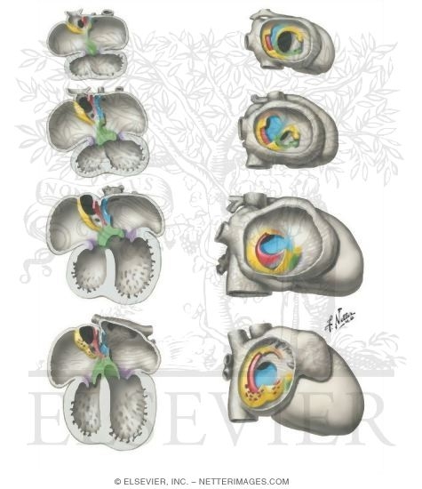 Formation of the Cardiac Septa
