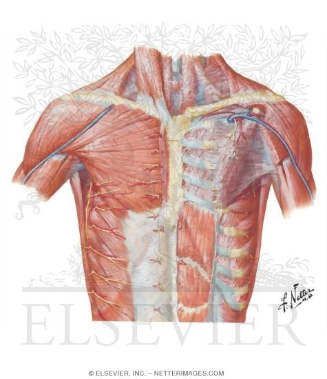 Muscles Of Anterior Thoracic Wall Photograph By Asklepios