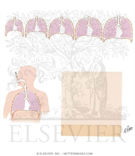 Elastic Properties of Respiratory System: Lung and Chest Wall