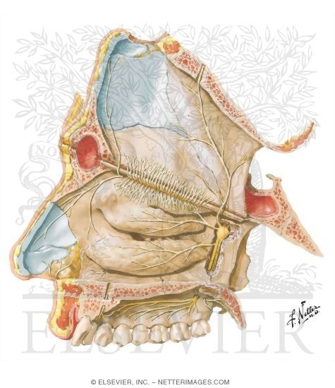 Nerves of Nasal Cavity: Nasal Septum Turned Up