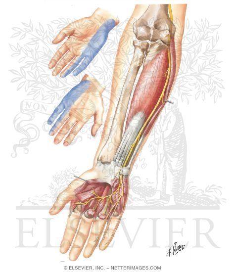Ulnar Nerve Of Forearm