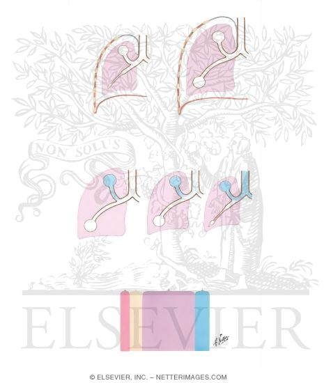 Pleural Pressure Gradient - Closing Volume