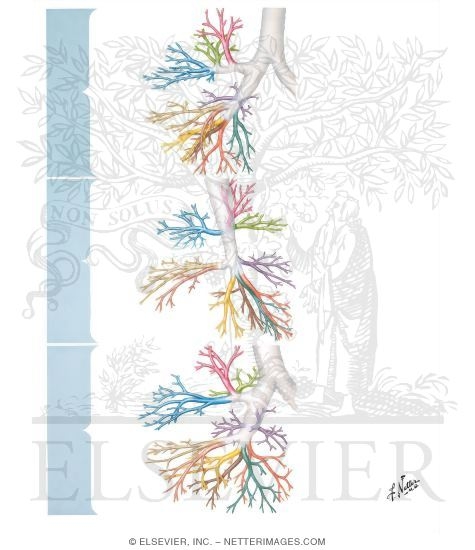 Bronchial Tree Netter Bronchial Tree Netter