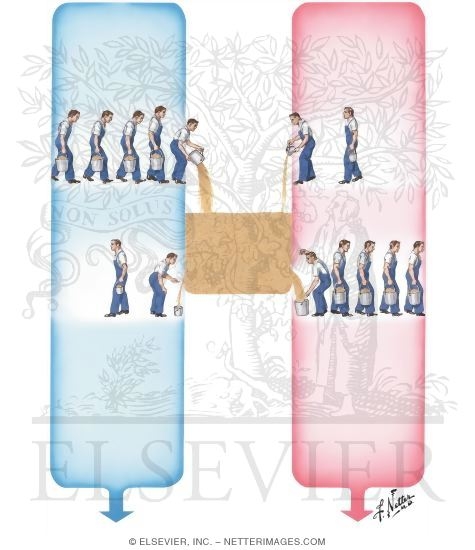 Four Mechanisms of Bone Mass Regulation