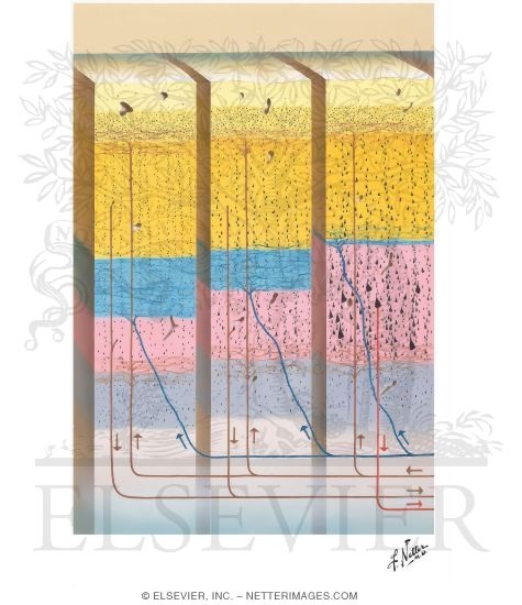 Cerebral Cortex: Structure