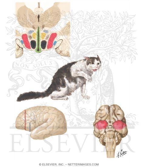 Hypothalamic Mechanisms in Some Aspects of Emotional Behavior