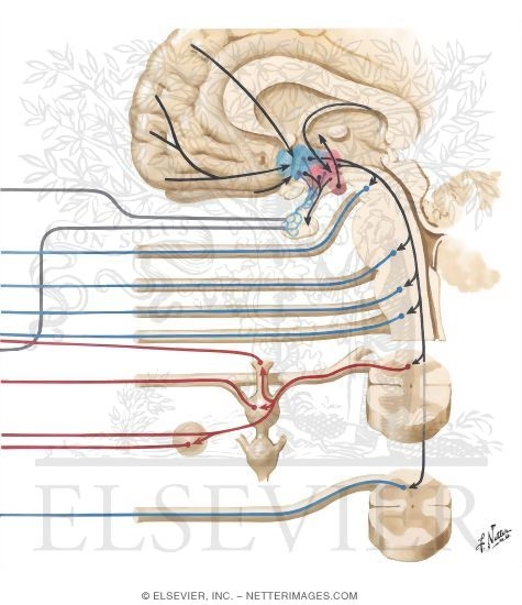 Neurogenic and Hormonal Pathways In Rage Reaction