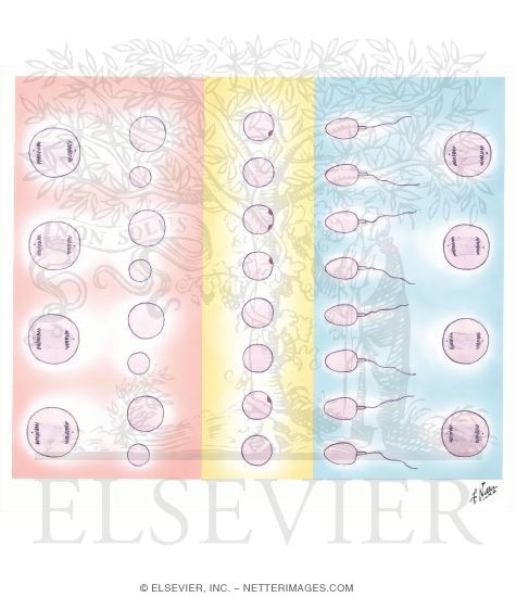 Errors In Chromosomal Sex