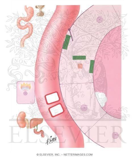 Formation, Secretion, Transport, and Excretion of Thyroid Hormones