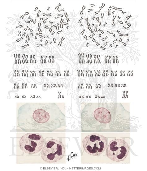 Sex Chromatin And Chromosomal Sex