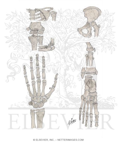 Skeletal Maturation and Growth