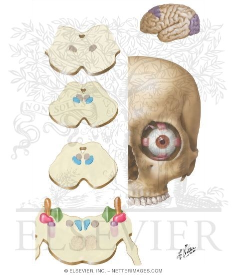 eye movement control