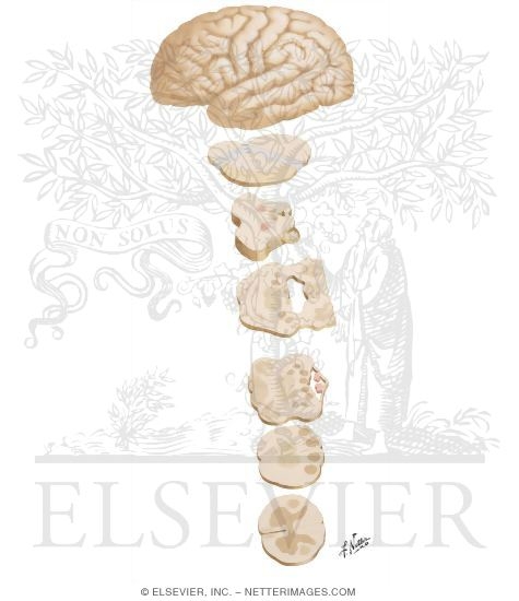 Cerebral Cortex: Efferent Pathways