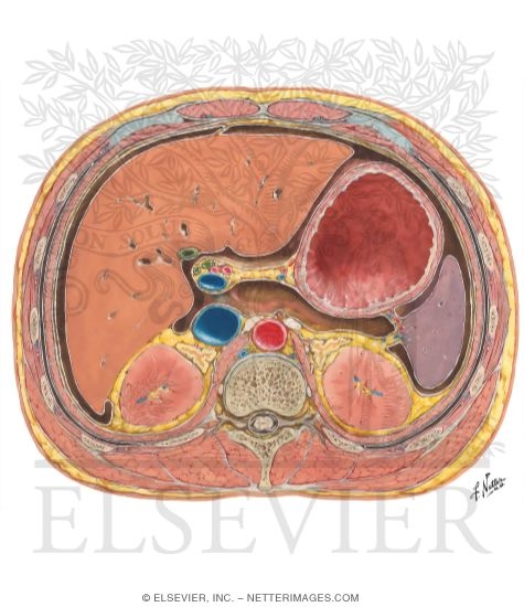 peritoneum anatomy