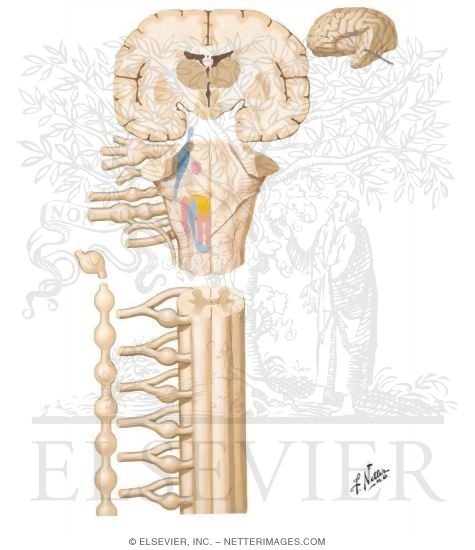 Neuroregulation of Deglutition