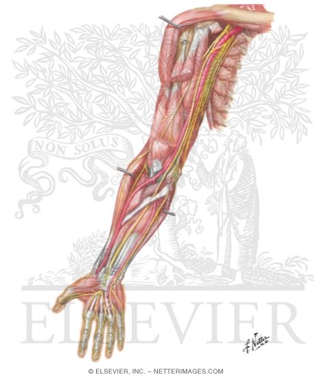 Musculocutaneous Nerve Netter