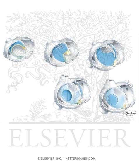 Partitioning of the Heart Tube: Atrial Septation