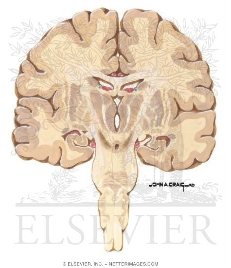 Coronal Forebrain Sections (Level 6 of 10)