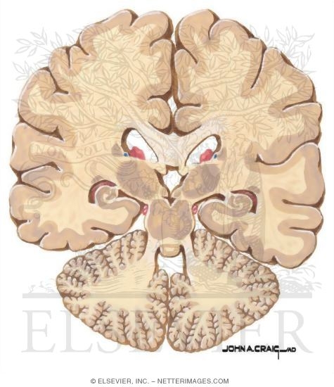 Coronal Forebrain Sections (Level 9 of 10)