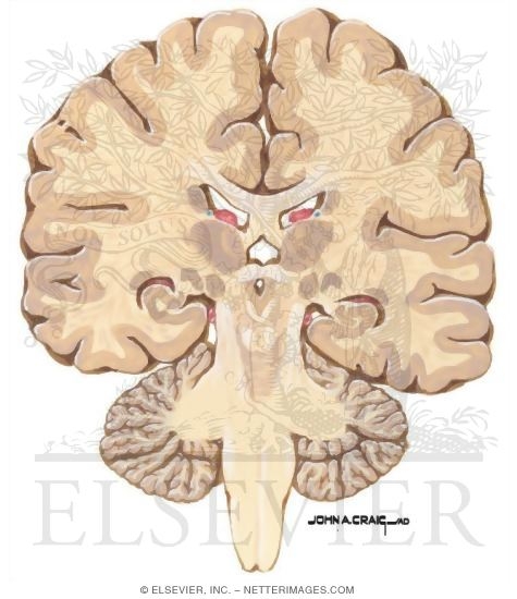 Coronal Forebrain Sections (Level 8 of 10)