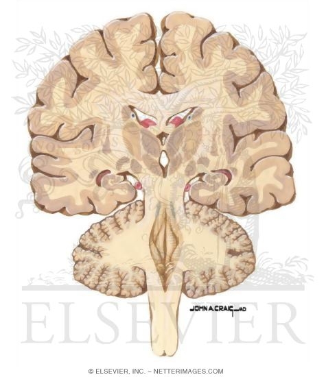 Coronal Forebrain Sections (Level 7 of 10)