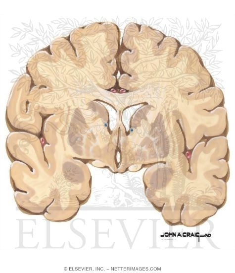 Coronal Forebrain Sections (Level 4 of 10)