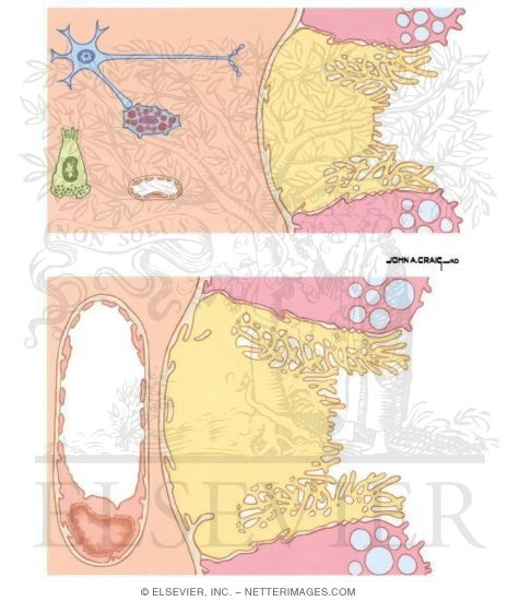 Regulation of Parietal Cell Function