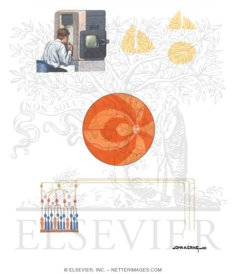 Retinal Architecture and Perimetry