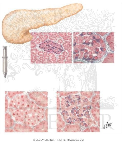 The Pancreas and Insulin Production