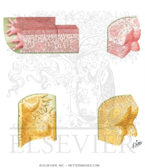 Organization and Functions of the Renal System: Tubular Segments