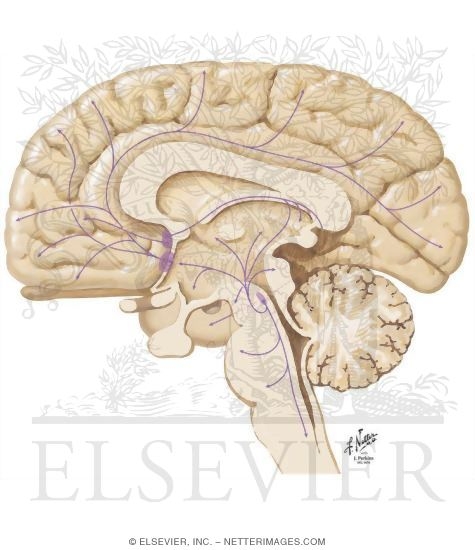 Central Cholinergic Pathways